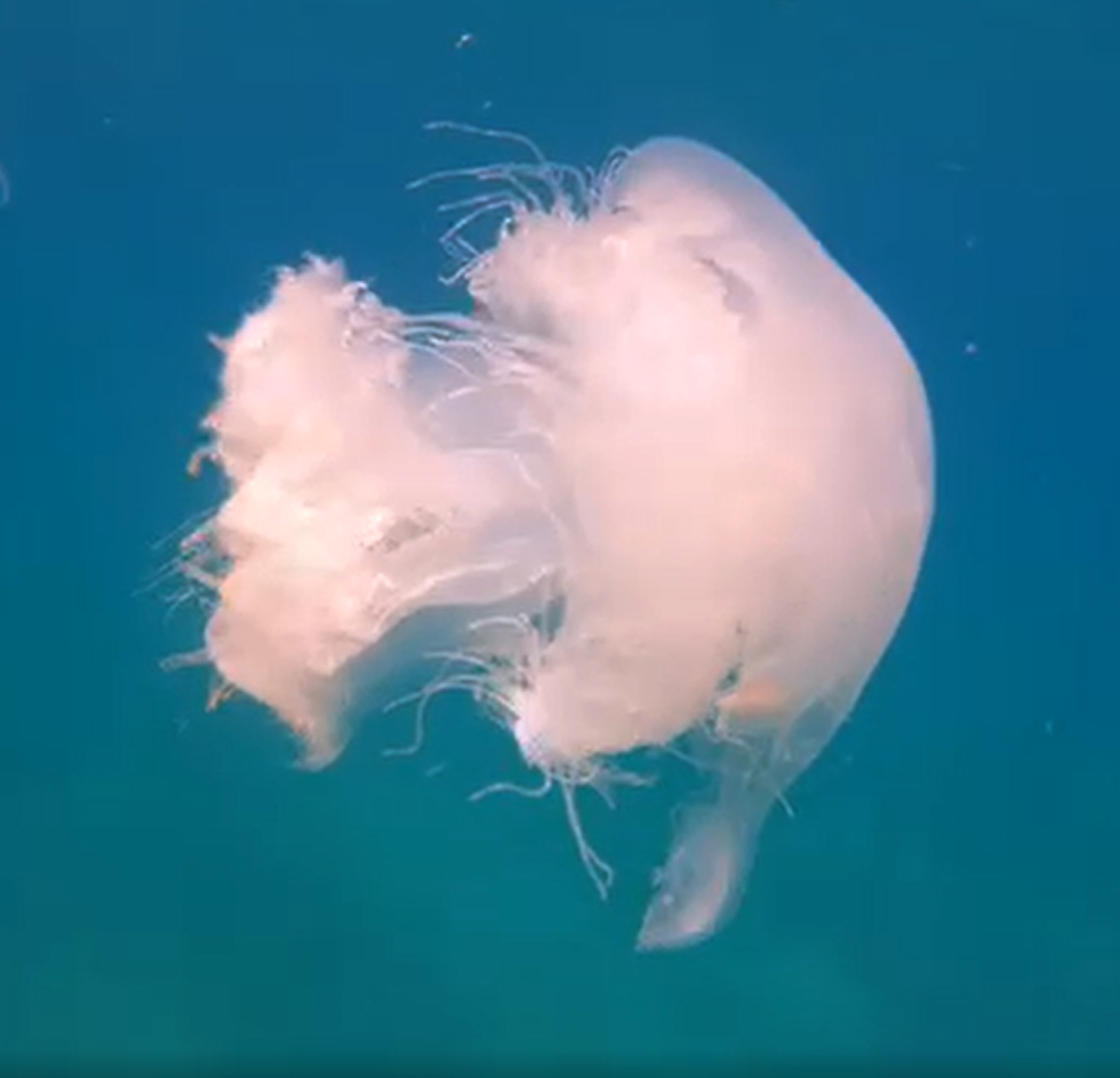 » Akdeniz’de dev deniz anası istilası